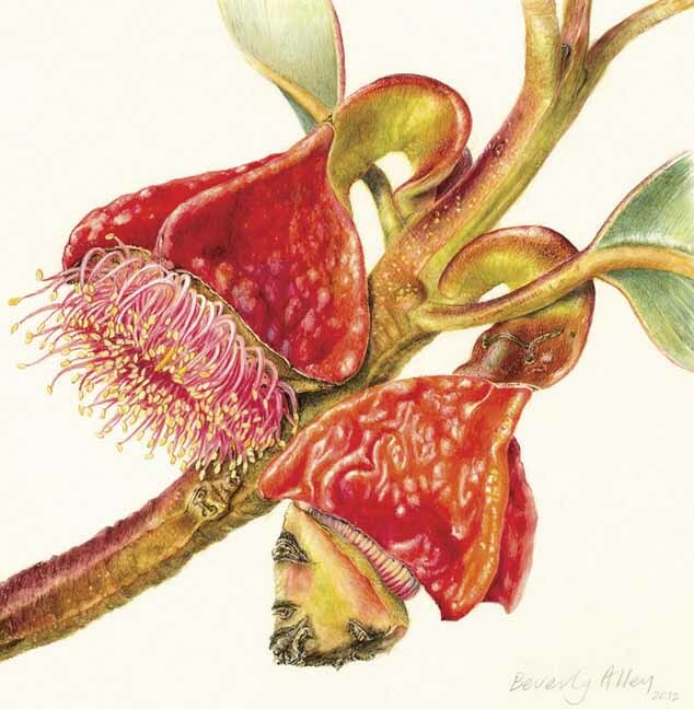 2016 Beverly Allen - American Society of Botanical Artists