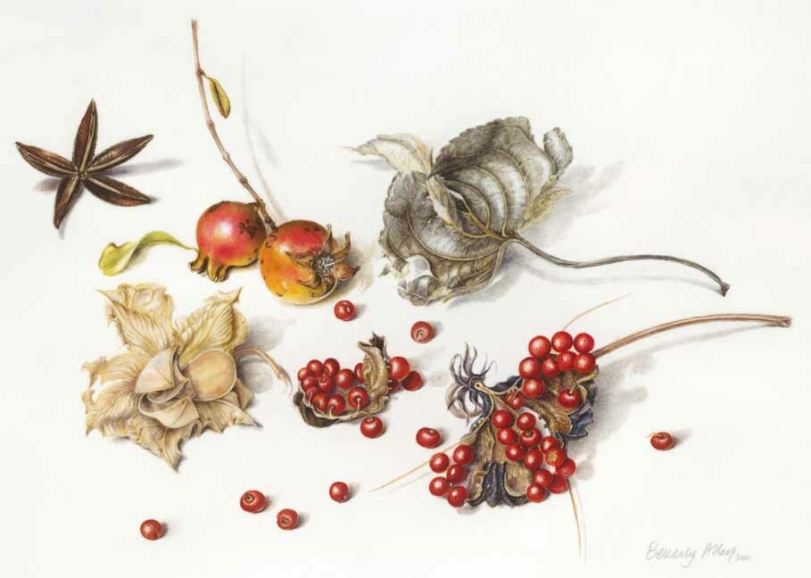 2016 Beverly Allen - American Society of Botanical Artists