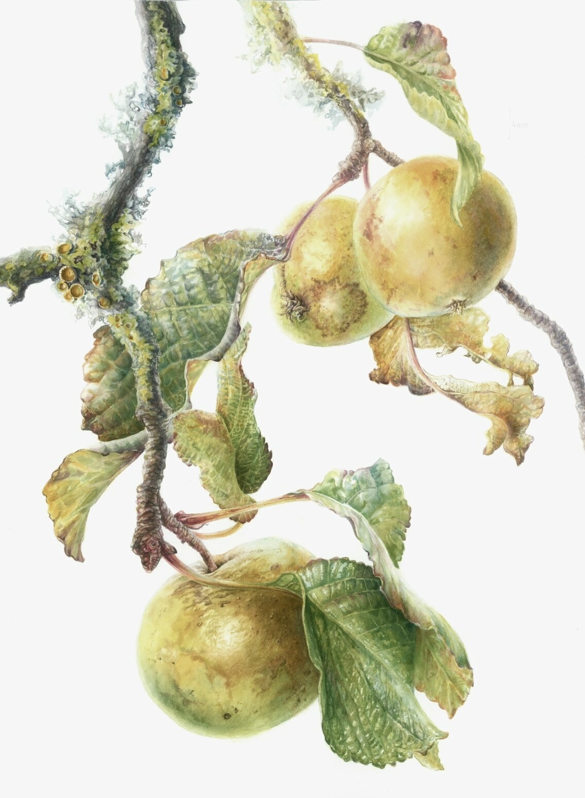 2024 - Pittsburgh - American Society of Botanical Artists