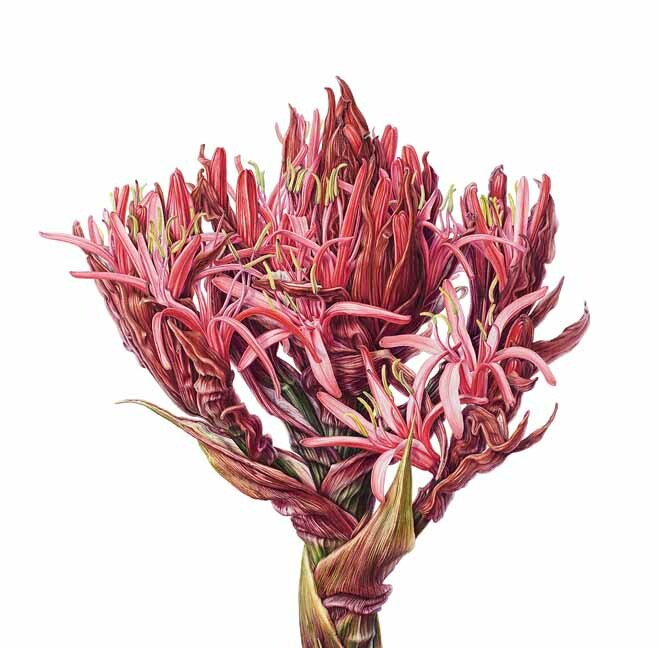 2016 Beverly Allen - American Society of Botanical Artists