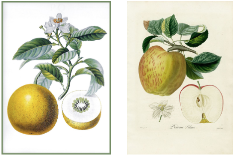 (L) Pompelmouse ordinaire from Traite des arbres fruitiers, Henri Louis ...