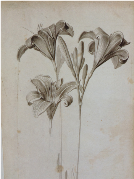 Hemerocallis fulva , Pencil on paper (detail), Nicolas Robert, ca. 1650 ...