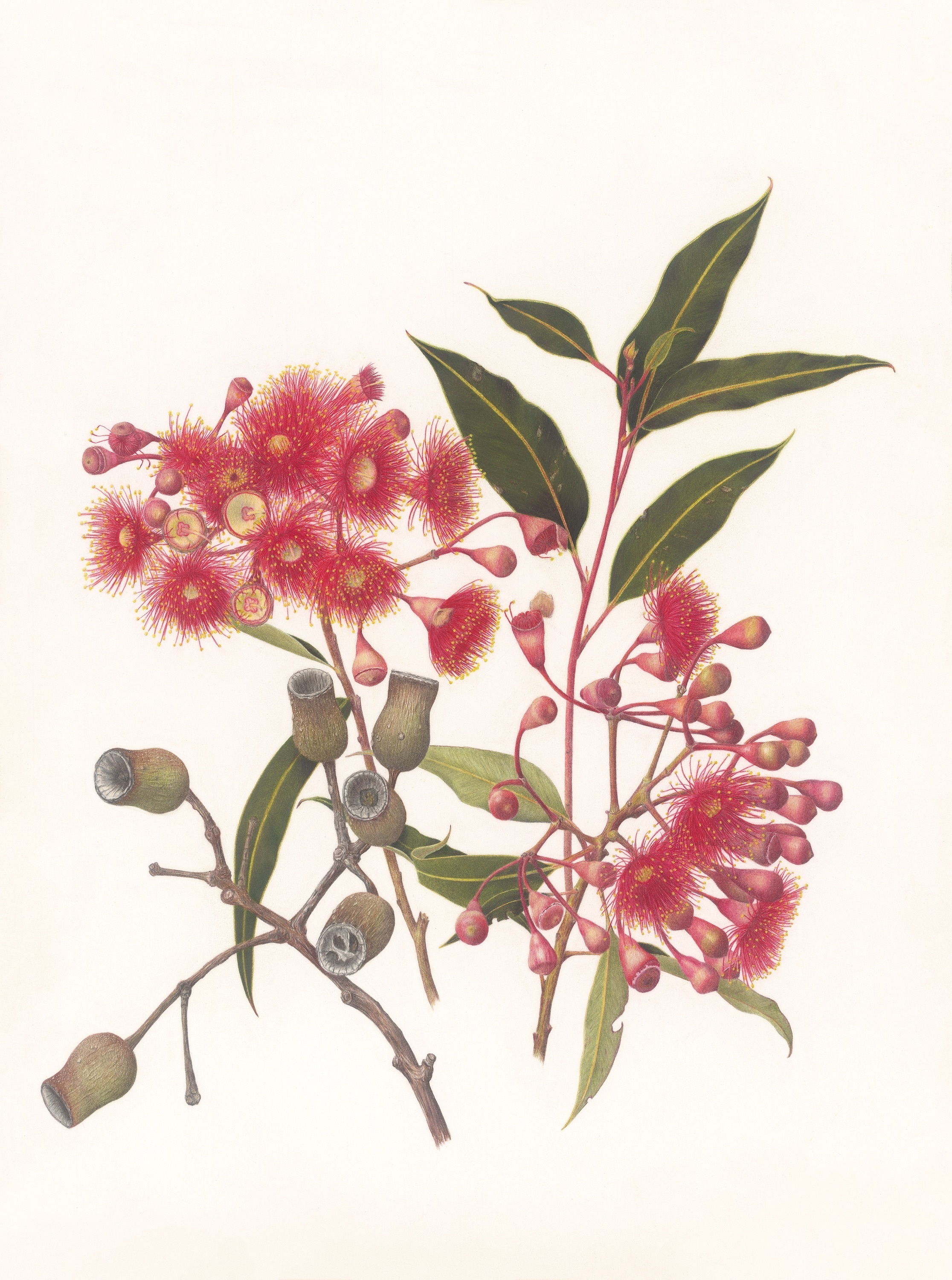 edstein-red-flowering-gum-b1nxg.jpg