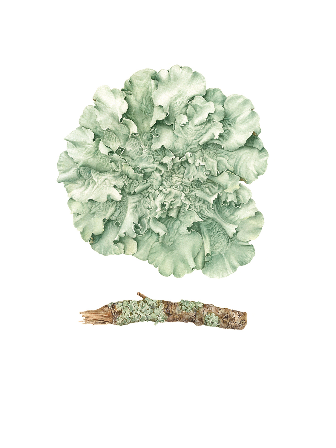 Green Shield Lichen