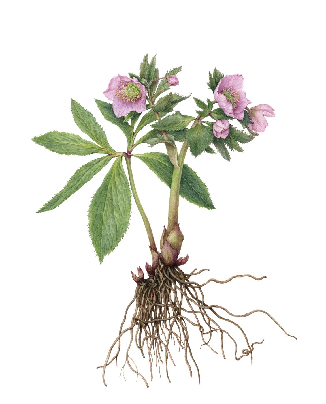 15th annual-ogawa tomoko helleborus thibetanus