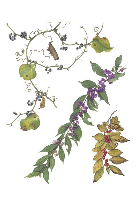 19th annual-Farr-Native Woodland Berries