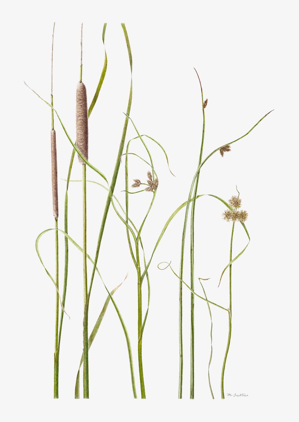 23rd Annual-Crabtree - American Society of Botanical Artists