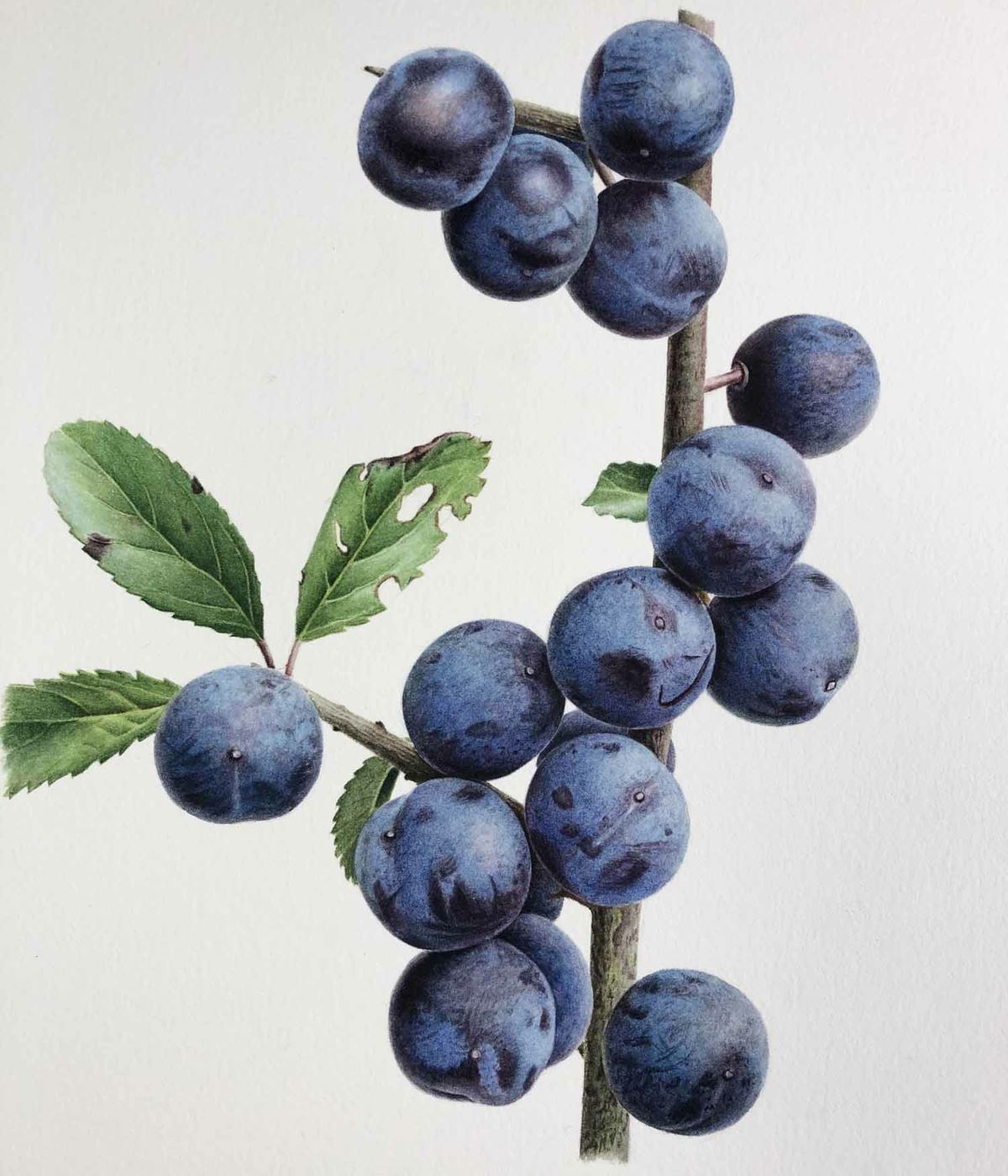 23rd Annual Exhibition - American Society of Botanical Artists