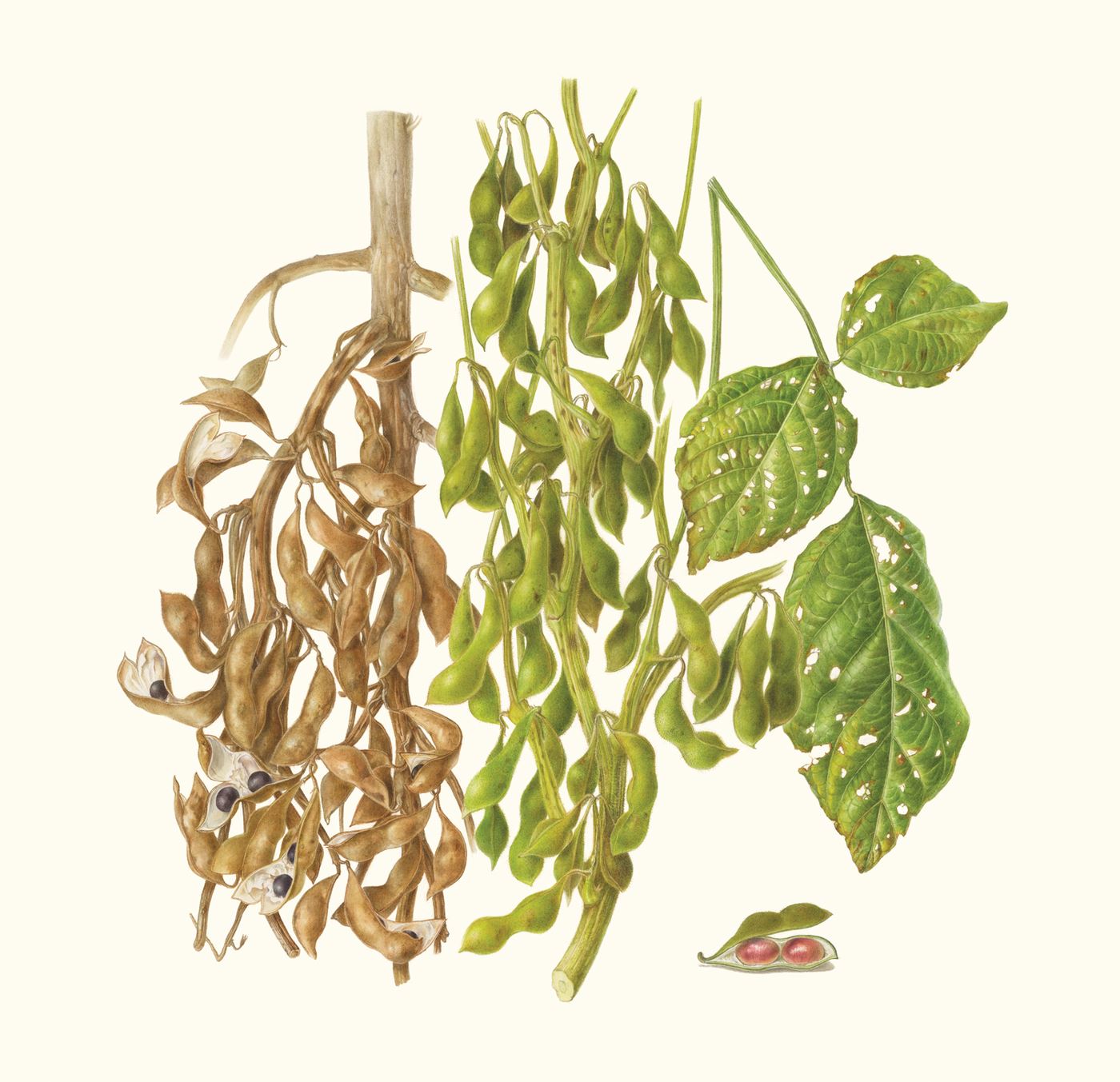 Abundant Future-Enokido - American Society of Botanical Artists
