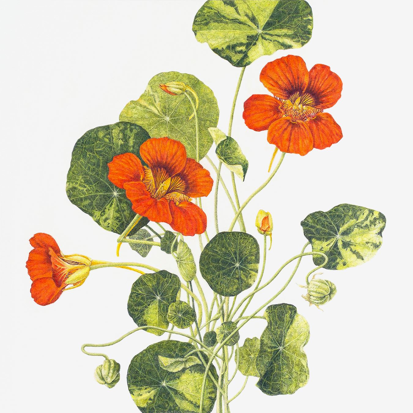 Nasturtiums