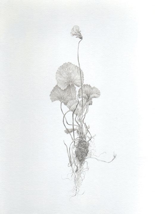 Worldwide-Phillips Viola sororia Willd