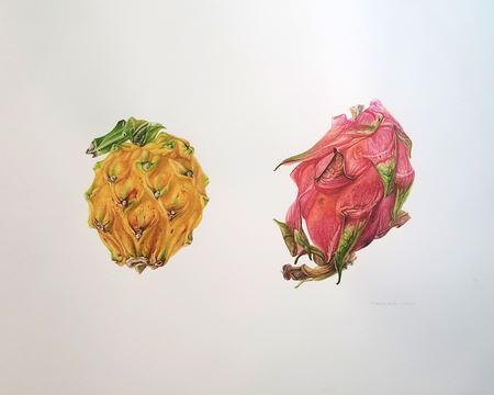 denkin-twopitahaya-jsmah