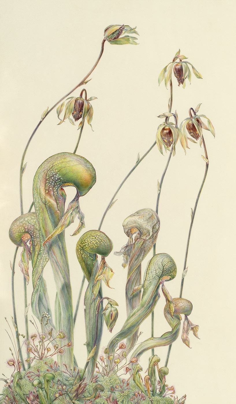 Cobra Lilies and Sundews