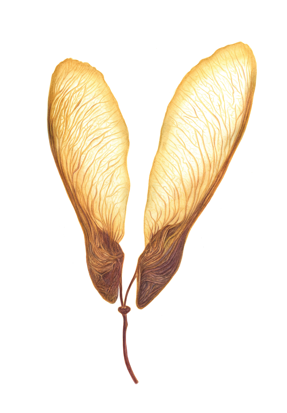 Fragile Maple Samara