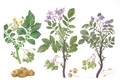 Abundant Future Exhibition - American Society of Botanical Artists