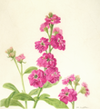 25th Annual Exhibition - American Society of Botanical Artists