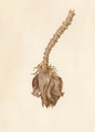 25th Annual Exhibition - American Society of Botanical Artists