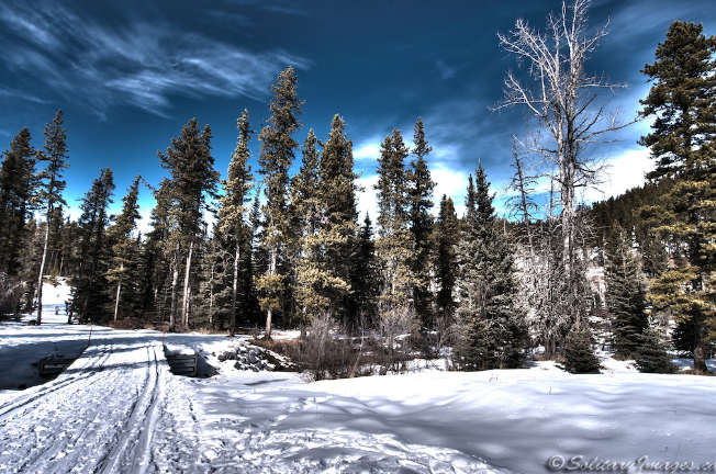 Cross Country Skiing the Moose Loop at Bragg Creek - Events - Calgary ...