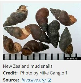 Home - Arizona Flycasters Club