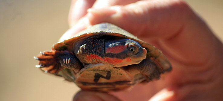 Freshwater Turtles of the Kimberley