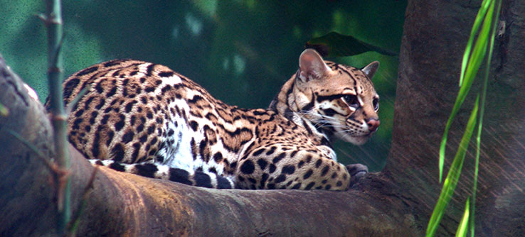 Ocelot Hunting