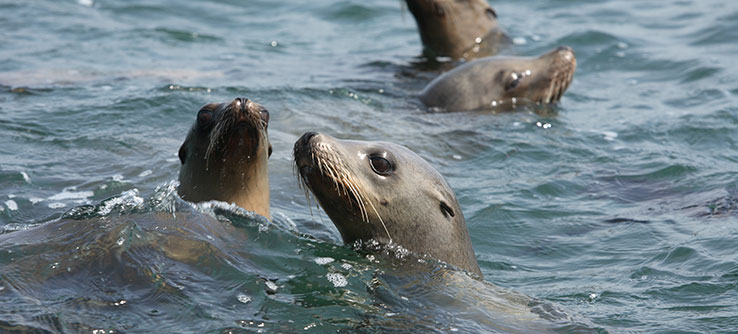 California Coastal Region Animals And Plants