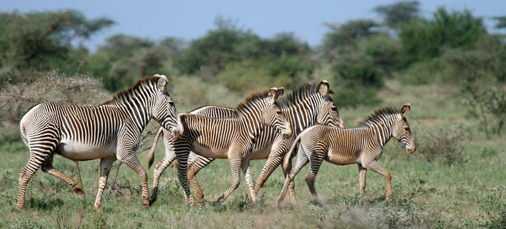 Conserving Grevy's Zebras in the Samburu