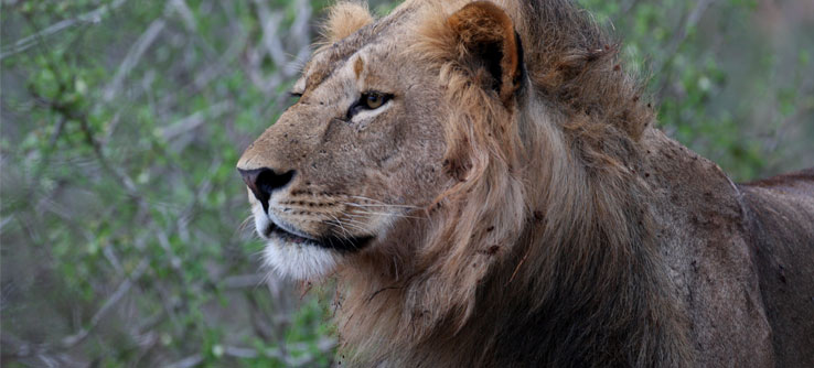 Tracking Predators of the African Savannah