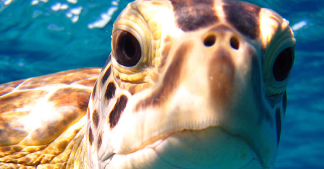 Tracking Sea Turtles in The Bahamas