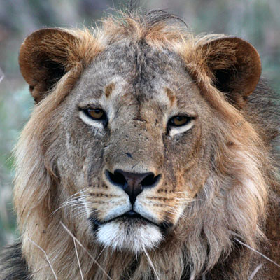 Tracking Predators of the African Savannah