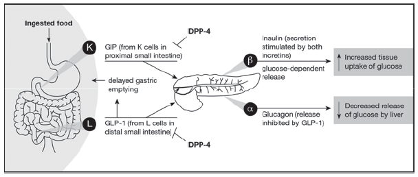 Beyond Basal Insulin: How Glucagon-Like Peptide-1 Receptor Agonists Fit ...