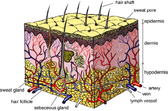 Silk: A Potential Medium for Tissue Engineering