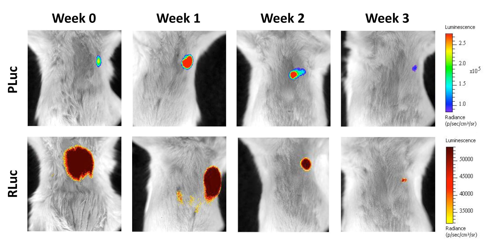 Fibrin and Stem Cell Patches Show Promise for Heart Healing