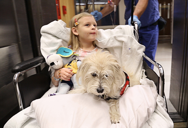 What Happens When A Dog Goes Into Anaphylactic Shock