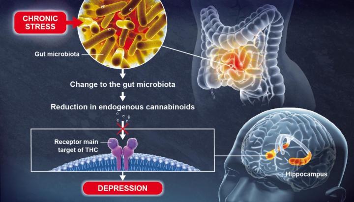 Imbalance in Gut Microbiota Causes Depressive Behaviors in Rodent Study