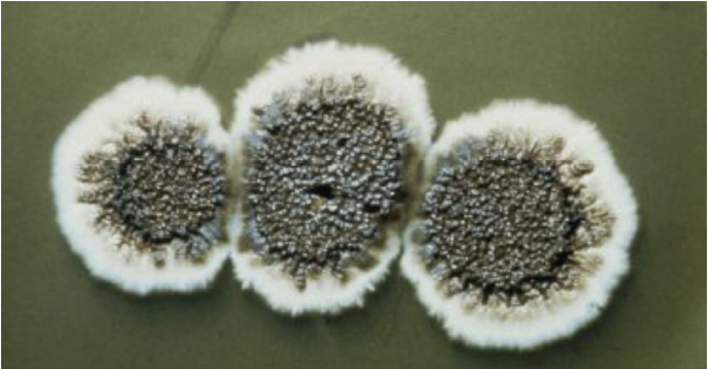 Treating Rare Fungal Infections: Sporotrichosis