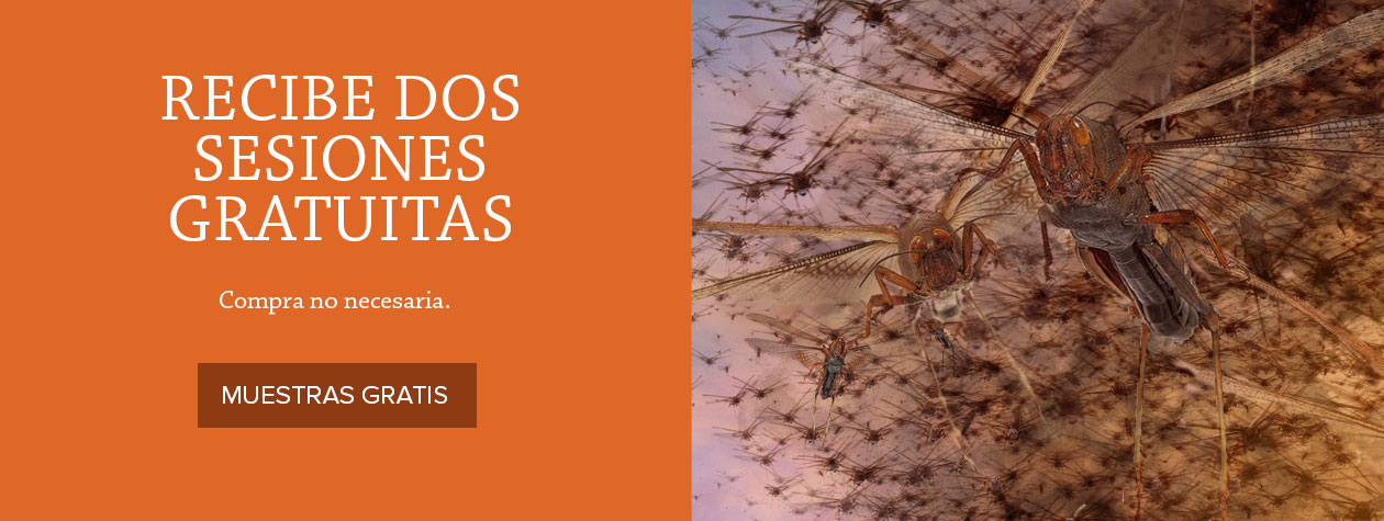 Bible Study Guides in Spanish | LifeWay