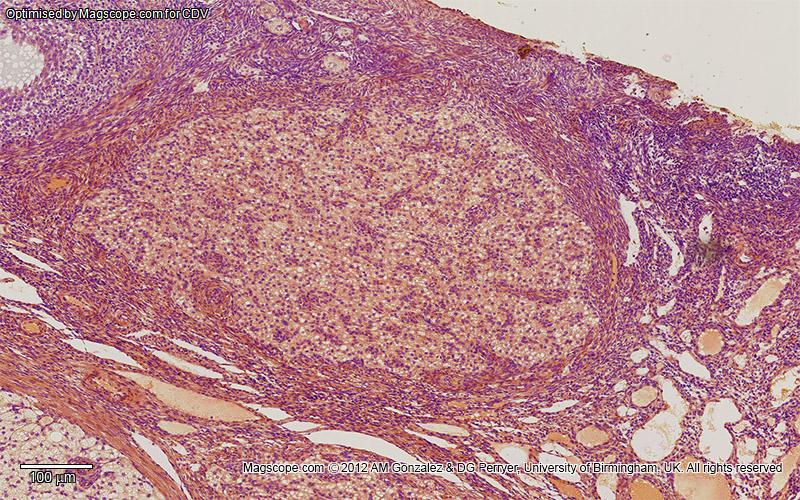 . Histology Slide Download. Magscope.com