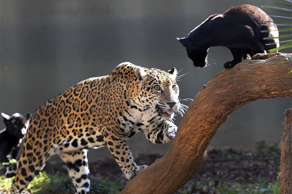 The Most Experienced International Teaching Zoo in Florida