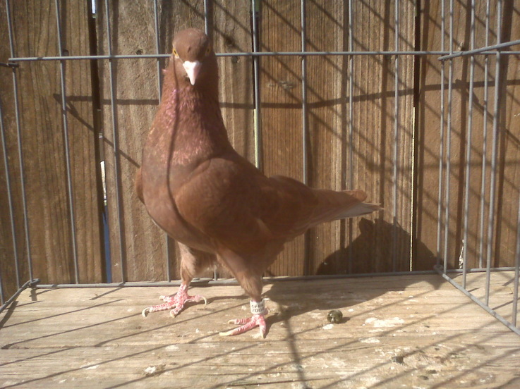 RollerDB: CPRC 2004 986 HEN