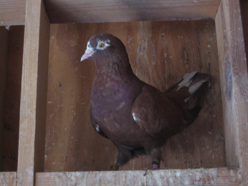 RollerDB: CPRC 1996 171 HEN