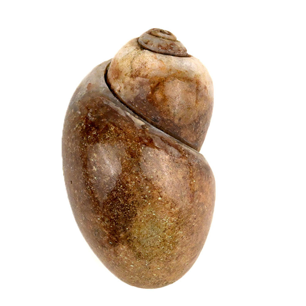 Heera Shankh (Conch) - 104 gms