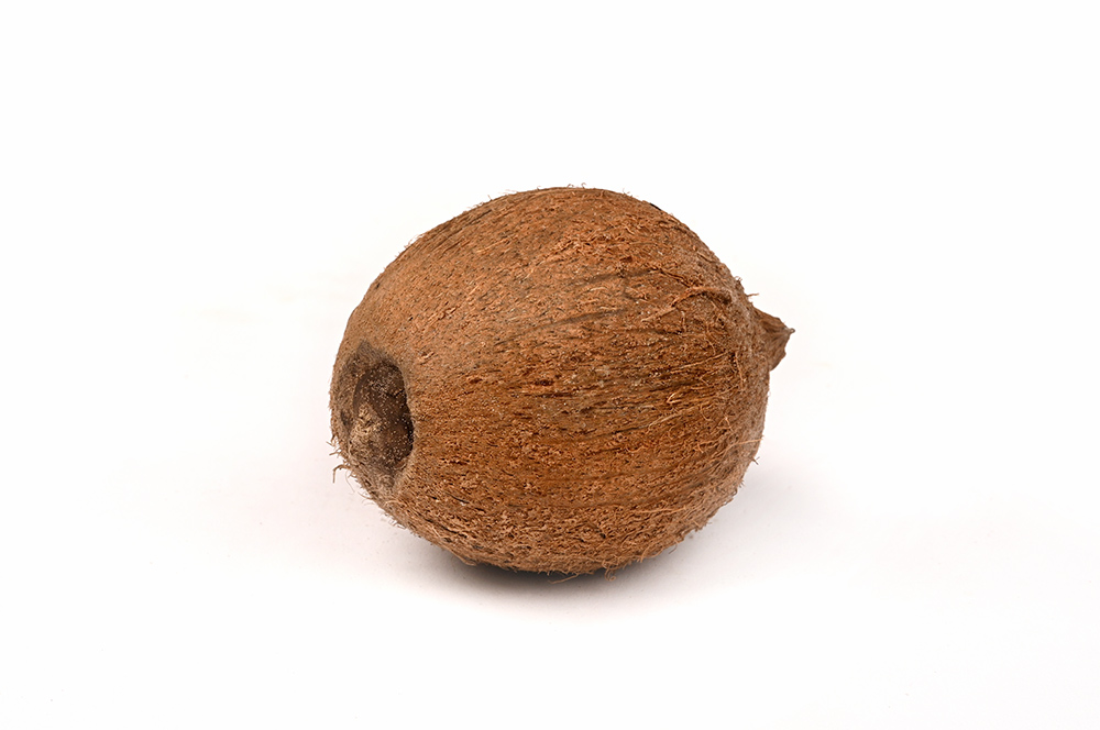 Ekakshi Nariyal (One Eyed Coconut) - Rudra Centre