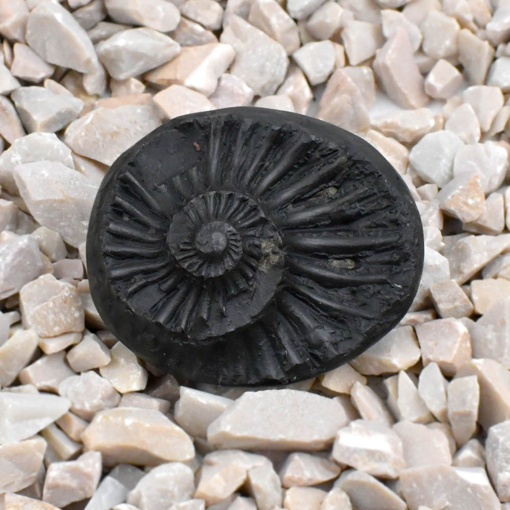 Sudarshan Chakra Shaligram Shila - I