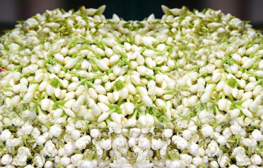 Buy Mogra Flower online | Buy Jasmine Flowers Online - Rudraksha Ratna ...