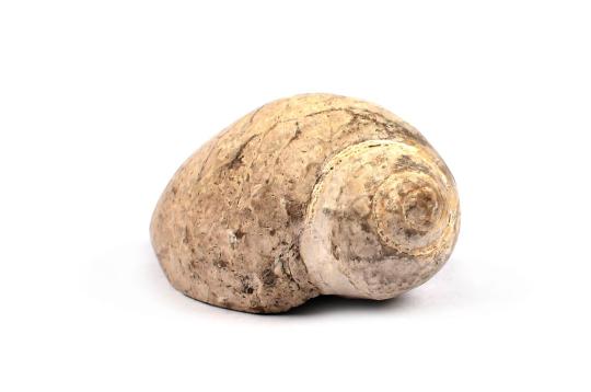 Heera Shankh with Hakeek Rosary (XLI) - Rudra Centre