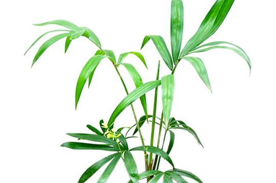 Vet (Purva Ashada Nakshatra) - Rudra Centre