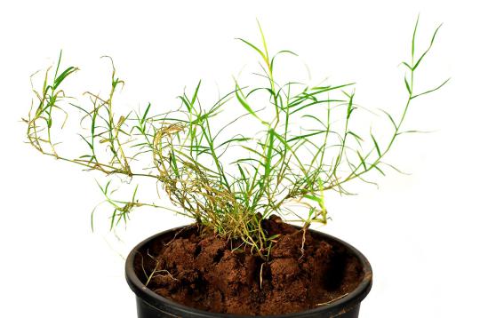 Durva Plant (For Rahu) - Rudra Centre