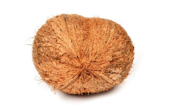 4 Eyed Coconut - Rudra Centre