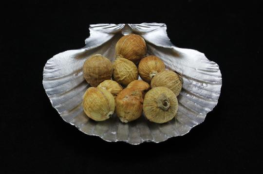 Shop Sriphal/Fruits Set of 10 in Silver Plating Sea Shell @ Low Price ...